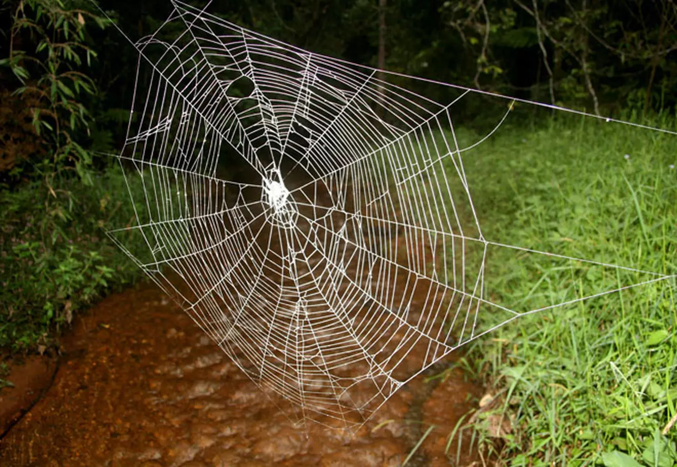 Die ursprünglich von der Insel Madagaskar stammende Darwinspinne (Caerostris darwini) wurde 2009 offiziell entdeckt. Dies ist die einzige bekannte Spinne, die ein Netz über dem Wasser von Flüssen und kleinen Seen webt. Darüber hinaus erzeugt Darwins Spinne die größten Netze der Welt mit bis zu 3 Quadratmetern. Gleichzeitig ist die Festigkeit des Fadens etwa 10-mal höher als die Festigkeit von Kevlar-Fasern.