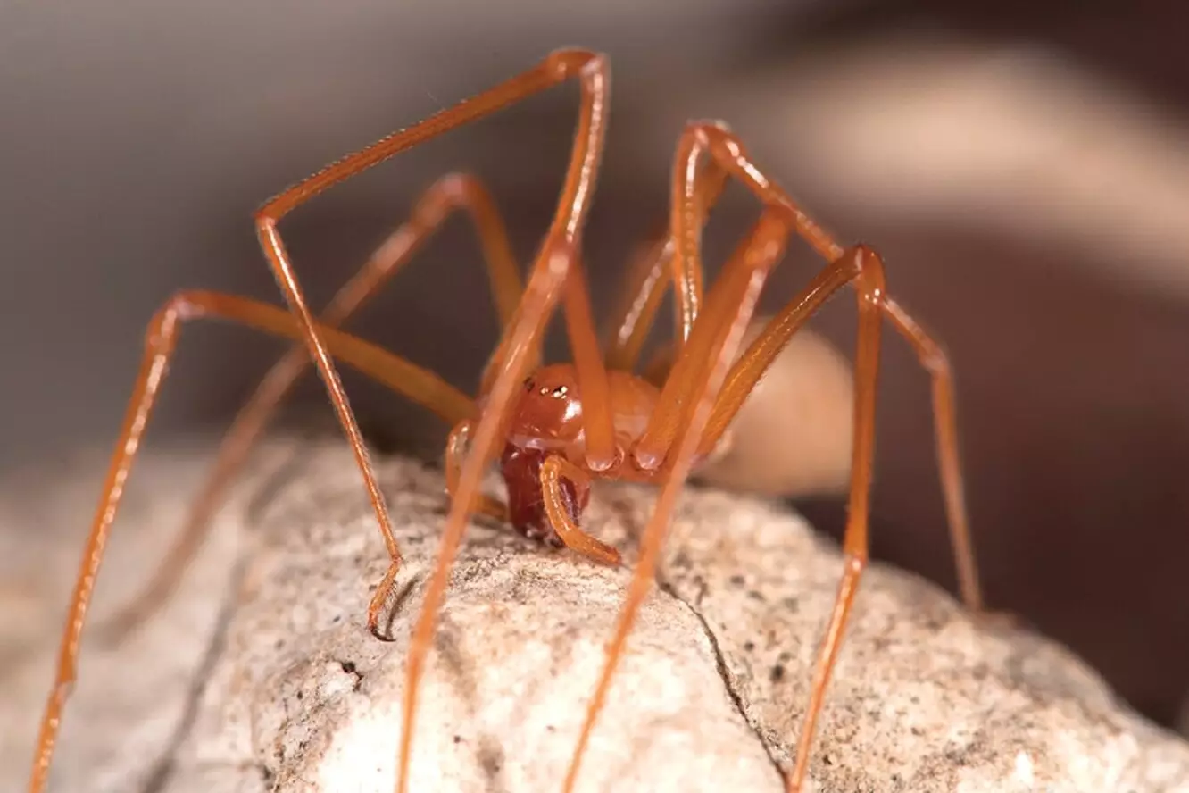 10 erstaunliche Spinnen, die in den letzten 10 Jahren entdeckt wurden 17381_9