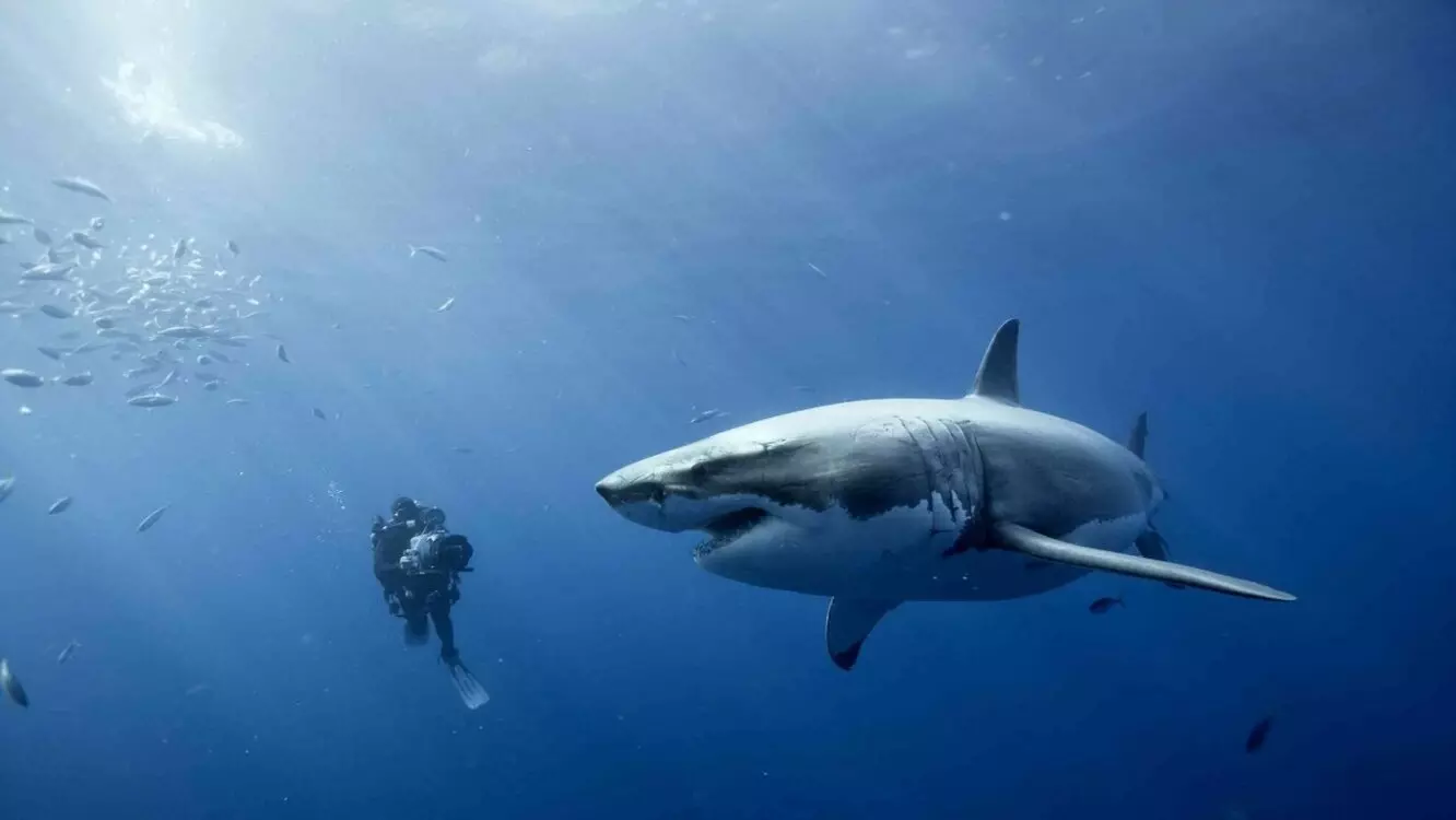 Sharks most often attack lone swimmers, so it's best not to move away from other people in the water. Even if the shark decides to attack, timely assistance can save the victim's life.