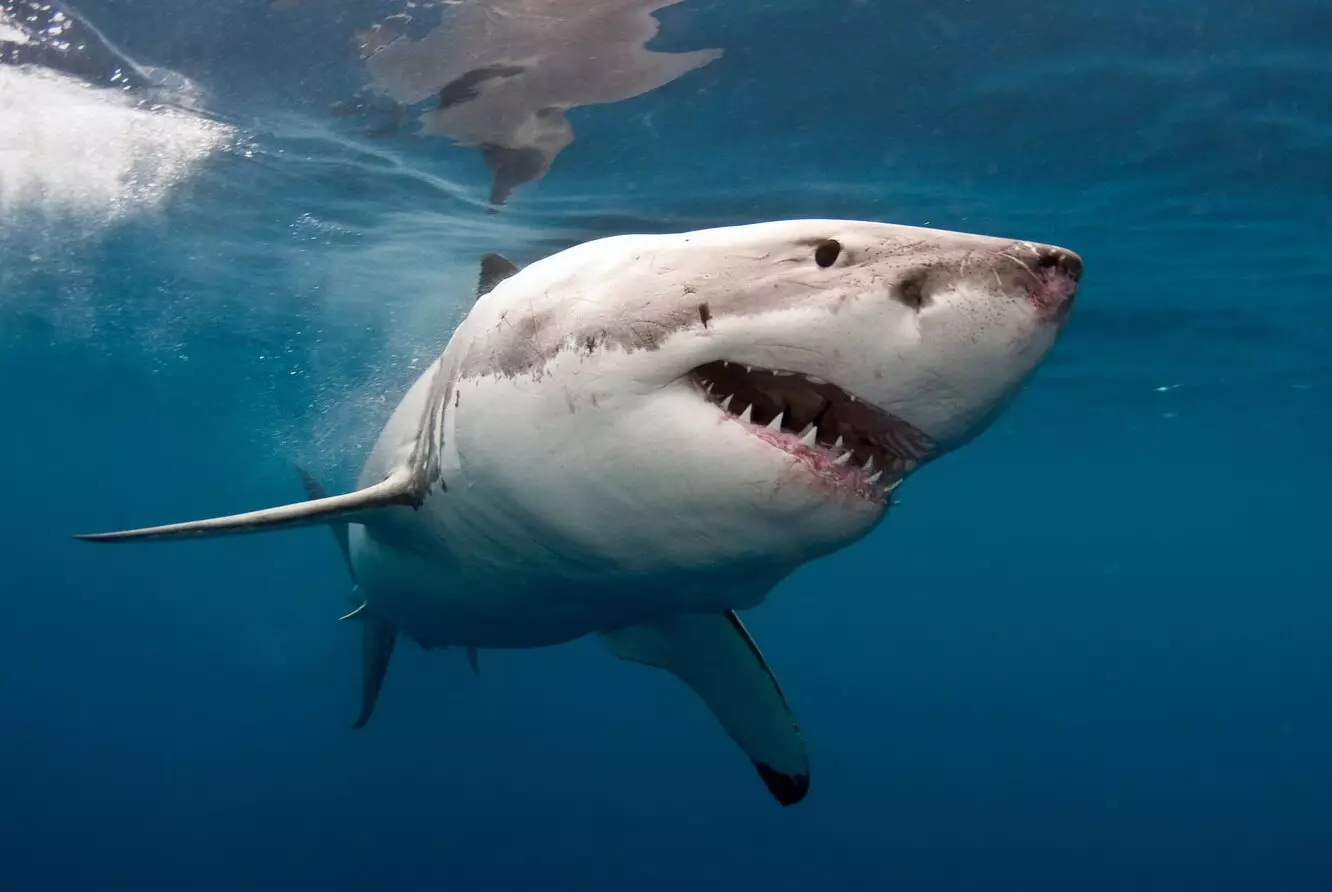 The chance of a person being attacked by a shark (for those who go to the beaches) is 1 in 11.5 million. Only 100 cases of attacks by these predators are observed annually and this number has remained at the same level for the past decade.