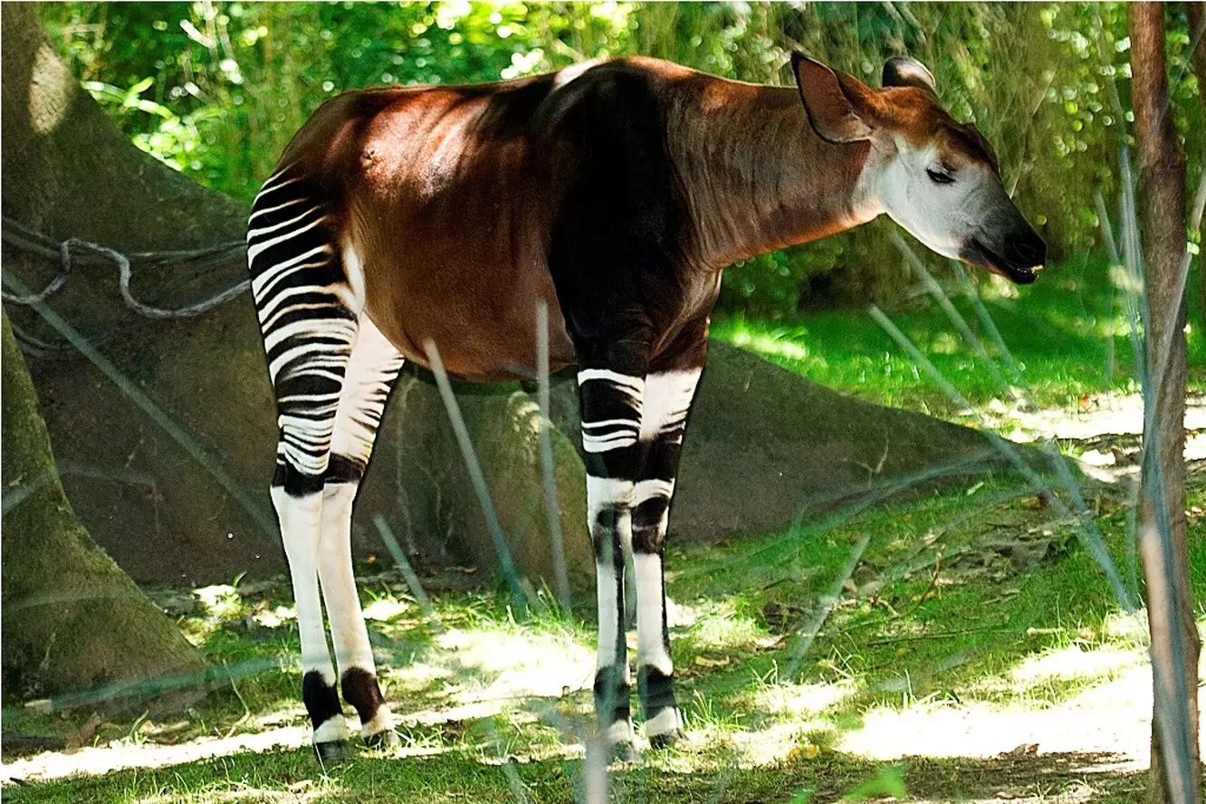 1. Okapi. Dëst Déier gesäit aus wéi eng Mëschung aus engem Päerd an enger Giraff, ausserdeem, mat Sträifen op de Been, wéi en Zebra. Si sinn geheimnisvoll, schei, an dofir war et laang Zäit keen eenzegen Okapi an Zooen. Si ginn nëmmen am Territoire vum Kongo fonnt, hir scho kleng Zuel hëlt all Joer erof wéinst Entbëschung a Juegd.