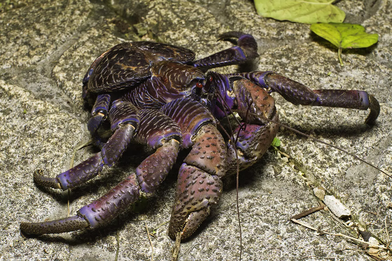 10. Palmen Déif. Déi gréisst vun den terrestreschen Arthropoden, mat enger Kierperlängt vu bis zu 40 cm an engem Gewiicht vu bis zu 4 kg. Dës rieseg Eremitkrebs ernähren sech exklusiv vu Kokosnëss, a si kënne souguer op Palmen op der Sich no hinnen klammen. Trotz hirem grujhelegen Erscheinungsbild gëtt Palmendieffleesch als Delikatesse ugesinn - an dofir ginn hir Zuel stänneg erof.