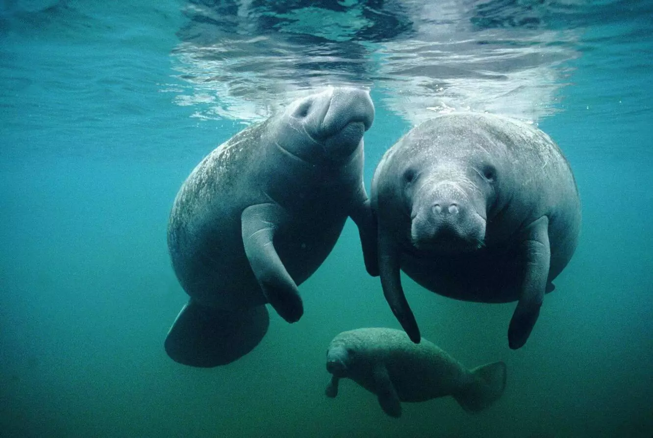 9. Dugong. Sjøpattedyr fra ordenen sirener, slektninger til sjøkuer og utdødde sjøkyr. Utad ligner de vagt på fete sel, men i motsetning til dem er de planteetere. Dugonger har nesten blitt utryddet for sitt deilige kjøtt og fett, og jakten på dem er strengt begrenset i disse dager.