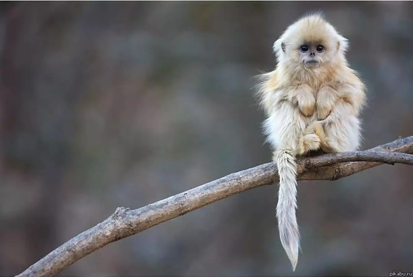 8. Roxellan rinopitecus. Una specie rara di scimmie che vive nel centro della Cina, con bei capelli dorati, facce blu e nasi camusi all'insù. Il loro problema principale è una dieta composta principalmente da licheni. A causa della deforestazione attiva, diventa quasi impossibile per i rinopitechi trovare cibo per se stessi.