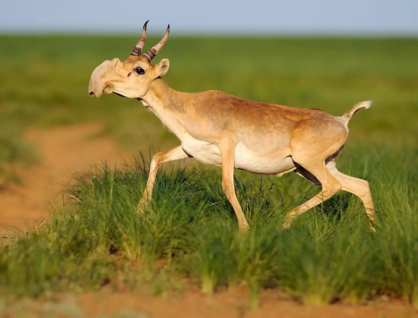 7. Saiga. En gang i tiden bebodd saigaer nesten hver steppe i Eurasia, men nå er det utrolig få av dem igjen. Disse unike antilopene, med sine morsomme stammelignende neser, ble jaktet på mer enn bare kjøtt. I tradisjonell kinesisk medisin ble hornene deres ansett som nesten et universalmiddel, og her er resultatet - saigaer er på randen av utryddelse.