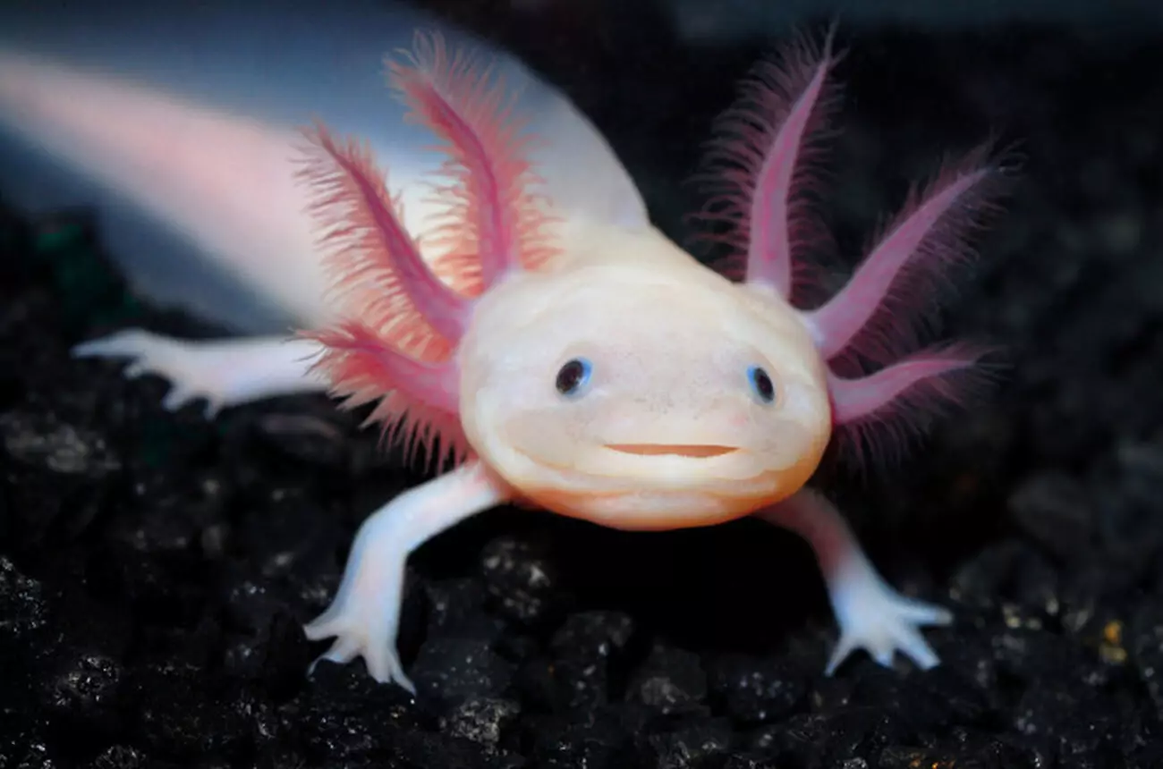 5. Axolotl. Tämä on sammakkoeläinten toukka, joka voi lisääntyä saamatta koskaan aikuista muotoa. Meksikon aksolotli tunnetaan parhaiten kauniista helmenvalkoisesta ihostaan, jossa on vaaleanpunaiset ulkokidukset. Heidän väestönsä on vaarassa vesistöjen saastumisen vuoksi - aksolotlit voivat elää vain puhtaassa vedessä.