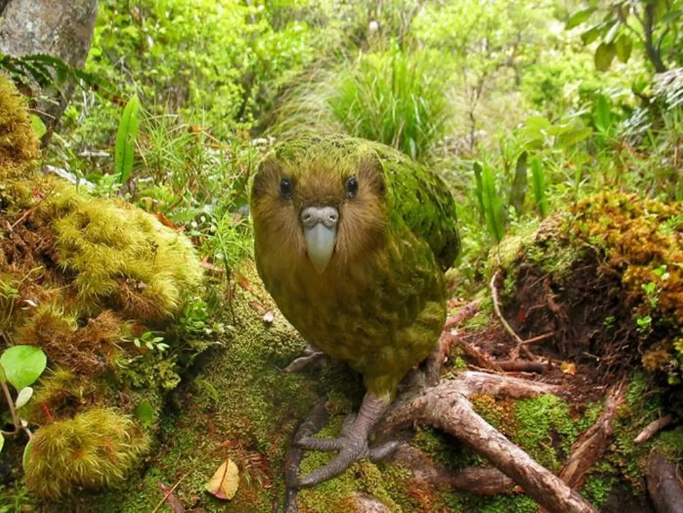 4. Kakapo. Ke parrot ea sephooko - e 'ngoe ea linonyana tsa khale ka ho fetisisa tse lahlehetsoeng ke bokhoni ba ho fofa. E matha e ipata hantle, ka bohlale e hloa lifate le merero e tsoang ho tsona, e phukalalitse mapheo a eona. Oho, sena se ne se sa lekana ha likatse le likatse li tlisoa New Zealand. Hona joale ho setse li-kakapo tse fokolang haholo, ’me libaka tsa tsona tsa bolulo li sirelelitsoe ke ’muso.