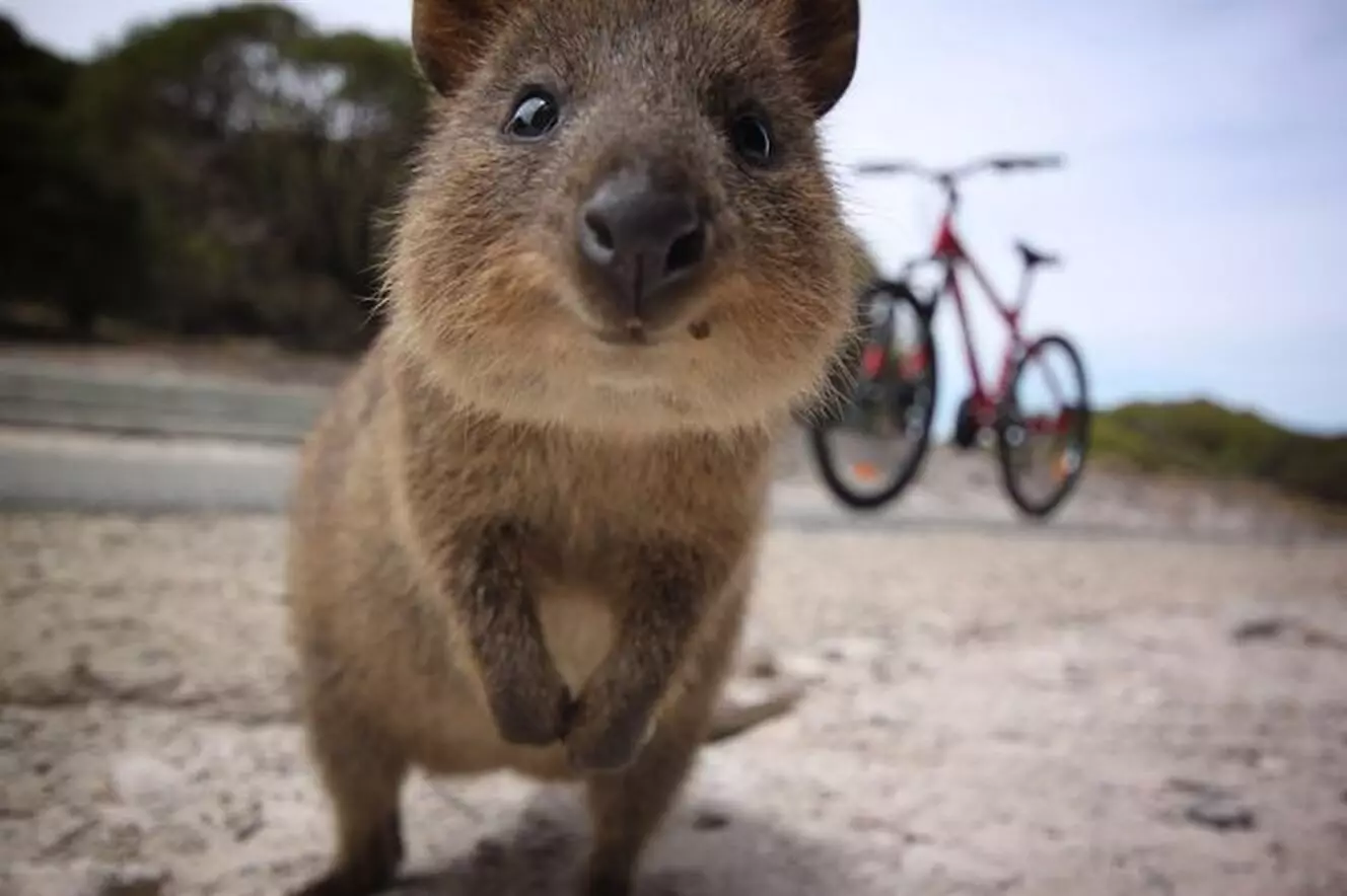 3. Quokka. Furry kenguru, på størrelse med en mellomstor hund, lever i steppene og sumpene. En vennlig og sympatisk skapning som vokste opp i et miljø blottet for rovdyr. Quokka-utryddelsen skyldes katter og hunder brakt til Australia, samt på grunn av et program for å drenere sumpene.