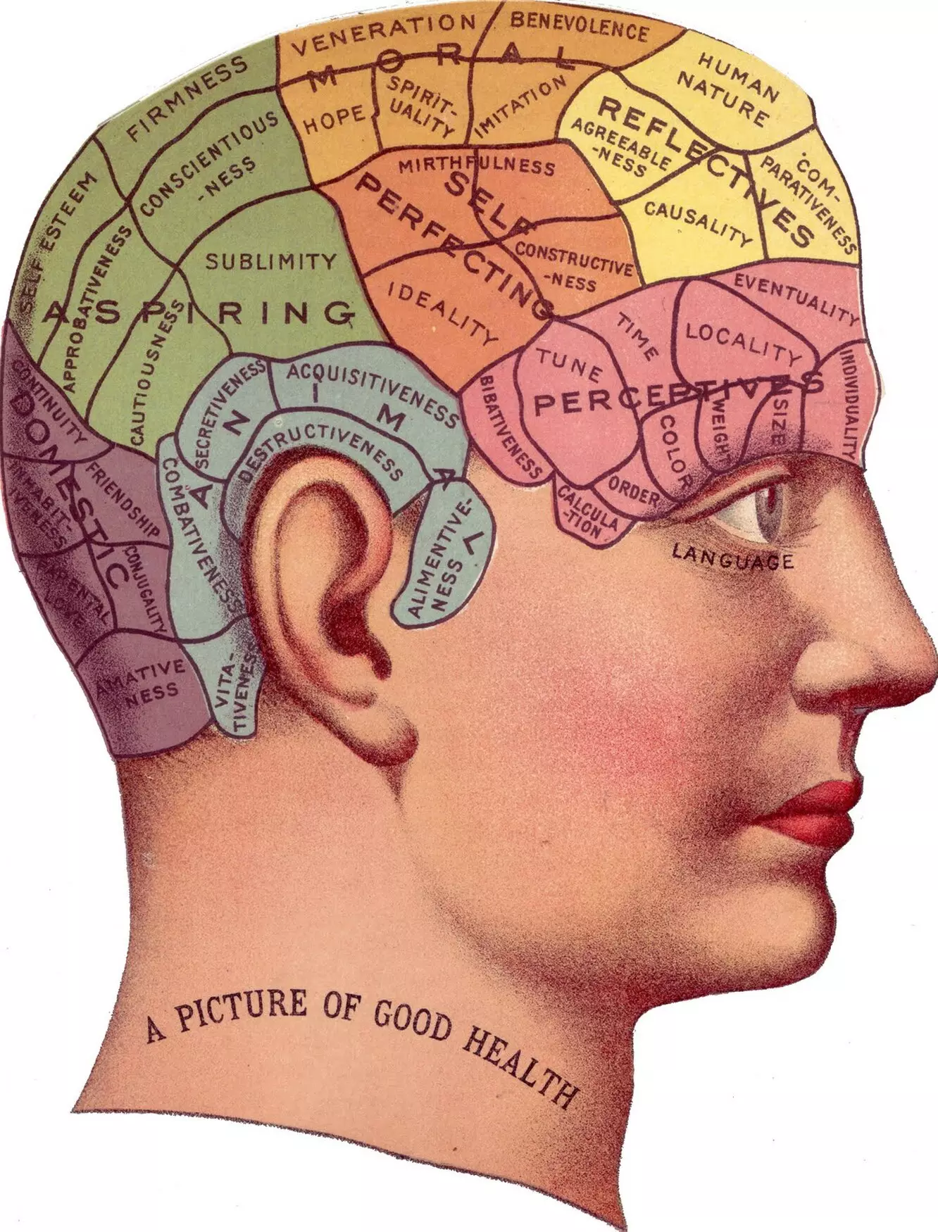 Phrenology ke e 'ngoe ea li-pseudoscience tsa pele le tse tummeng ka ho fetisisa, tse khethollang litšoaneleho tsa kelello tsa motho ka sebōpeho sa lehata le boholo ba boko. Litsebi tsa phrenologists li ile tsa pheha khang ea hore ha boko ba motho bo le boholo, ke moo a ka bolokang boitsebiso bo bongata. Nts'etsopele e tsoelang pele ea neurophysiology e hanne lintlha tsena.