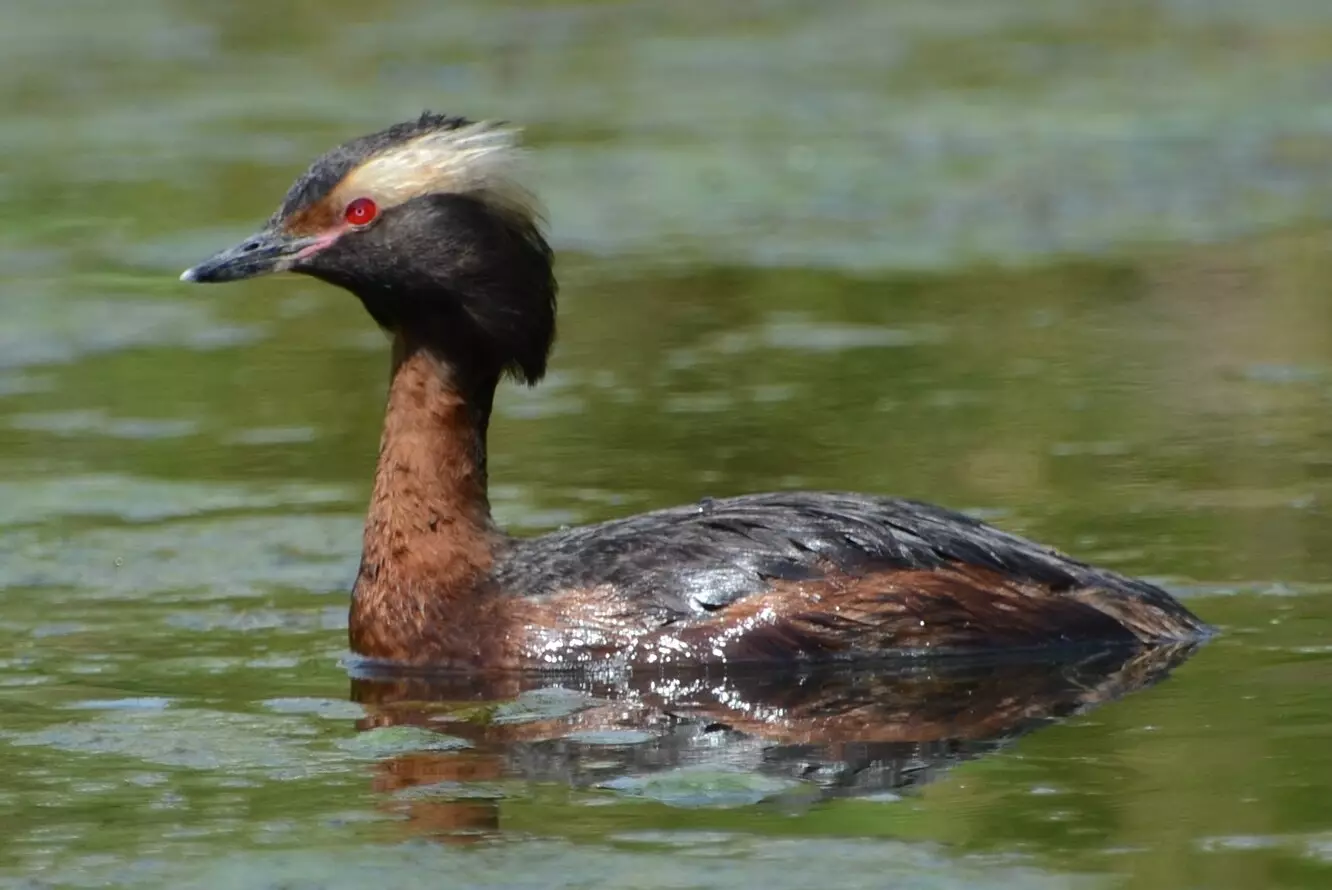 Grebes são aves aquáticas que se parecem com patos. Eles receberam um nome tão desagradável pelo sabor repugnante da carne, mas ainda eram caçados por penas valiosas. Nem todos os grebes esqueceram como voar, embora sejam extremamente relutantes em fazê-lo. A maioria prefere escapar do perigo mergulhando na água.