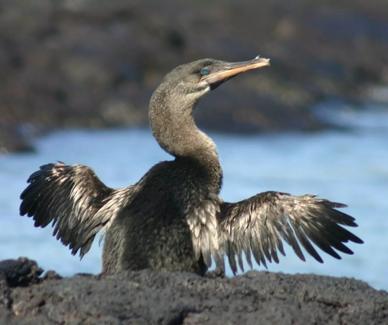 Galapagos idafite cormorants ntabwo ihagarariye umuryango wabo, abantu 1.500 bonyine ni bo basigaye ku birwa kavukire. Ariko ni ba nyampinga mu bunini, kandi barohama neza kurusha abandi ba cormorants batibagiwe no gukubita amababa. Kubwamahirwe, ntabwo bigoye kubafata kubutaka, bigatuma abaturage bagabanuka.