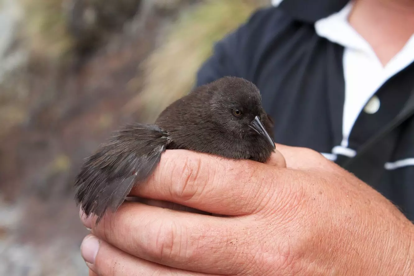 Tristan-gjetere er de minste flygeløse fuglene på jorden, bosatt på en vulkansk øy med talenavnet Impregnable. På grunn av de bratte klippene er det nesten umulig å lande på øya fra havet, og derfor er de små svarte fuglene som bor på den i relativt trygghet.