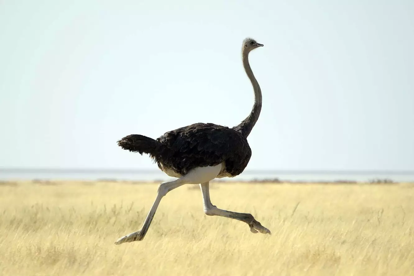 Ostriches ninyoni nini ku isi, zifite cm 270 z'uburebure kandi zipima ibiro 160, zigatandukanya savannas nyafurika ku muvuduko ugera kuri 70 km / h. Bitandukanye numugani wa kera, ntabwo bahisha imitwe mumucanga, nubwo bashobora kwihisha igihe gito, bakizirika hasi. Abantu borora cyane imbuni kubera uruhu rwabo, inyama ziryoshye n'amagi.