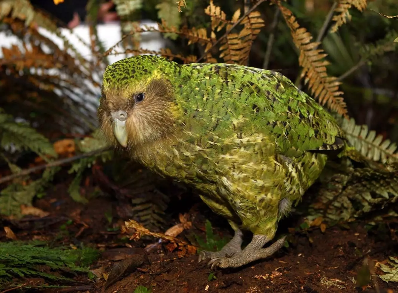 Kakapos são papagaios únicos da Nova Zelândia que esqueceram como voar devido a milhões de anos de isolamento seguro. Eles são ativos à noite, pelo qual receberam seu segundo nome - “papagaio-coruja”. Eles quase morreram devido a gatos, cães e ratos trazidos para as ilhas por humanos. Apenas um número insignificante de indivíduos sobreviveu - cerca de 200, que são cuidadosamente protegidos por ecologistas.