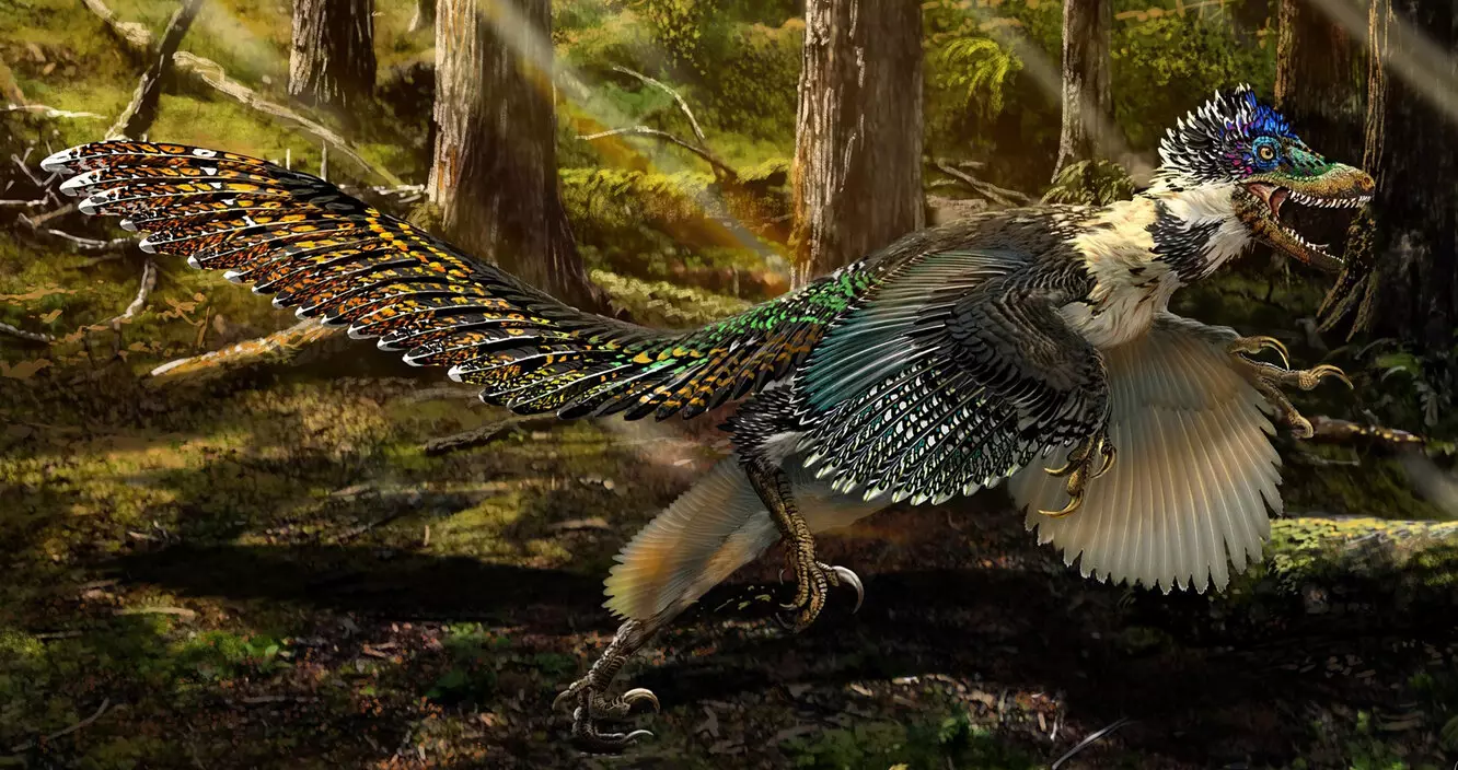 Velociraptorer var dekket av fjær. En slik hypotese har sirkulert lenge, men i juli i år ble den bekreftet etter en grundig studie av de godt bevarte restene av en av Velociraptor-underarten. Og ja, de var faktisk dekket av fjær og hadde små vinger på 35 cm.