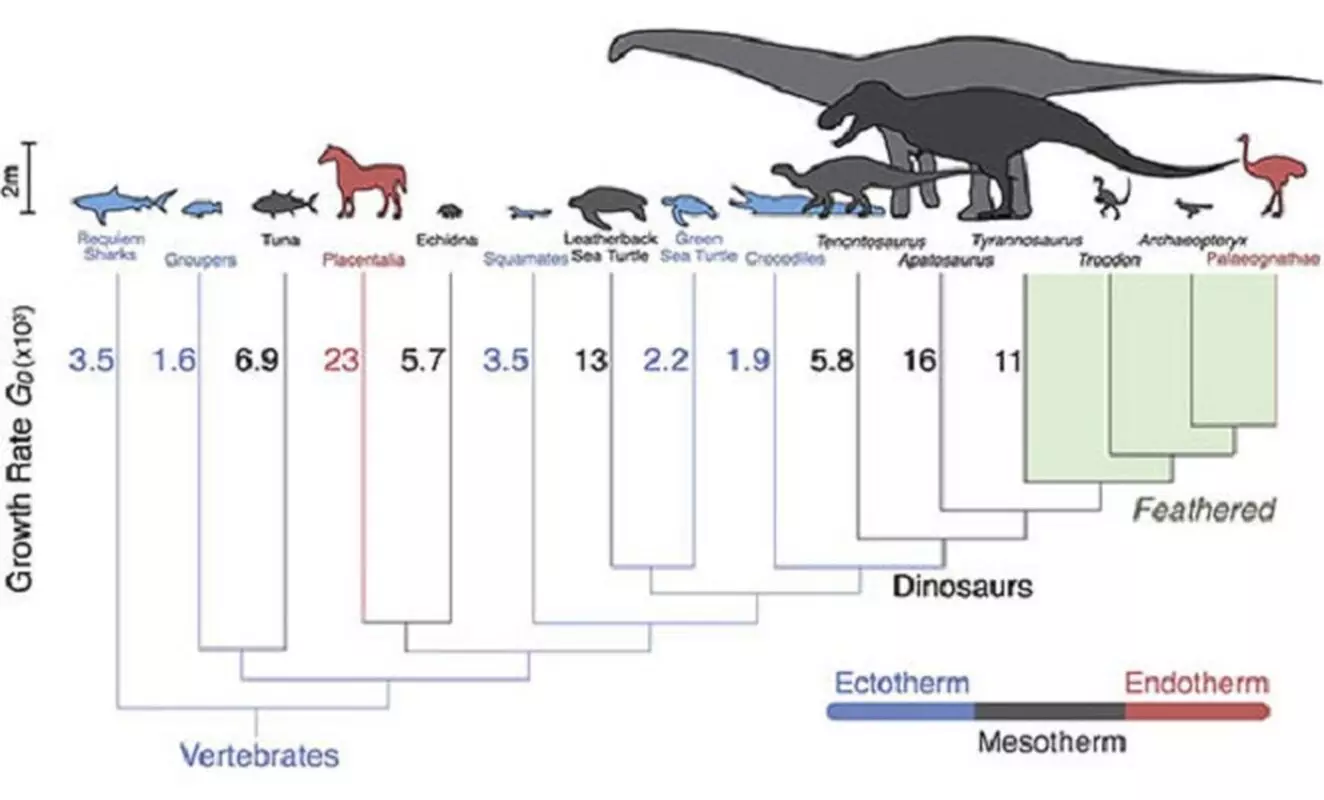 Noen dinosaurer kan ha vært varmblodige. Studier av veksthastigheter for dinosaurer, samt tenner, energiforbruk og forbruksmønstre, indikerer at de kan ha vært varmblodige dyr. Riktignok er det fortsatt ingen entydig mening blant paleontologer, og akkurat nå er en seriøs diskusjon om dette i full gang i det vitenskapelige miljøet.
