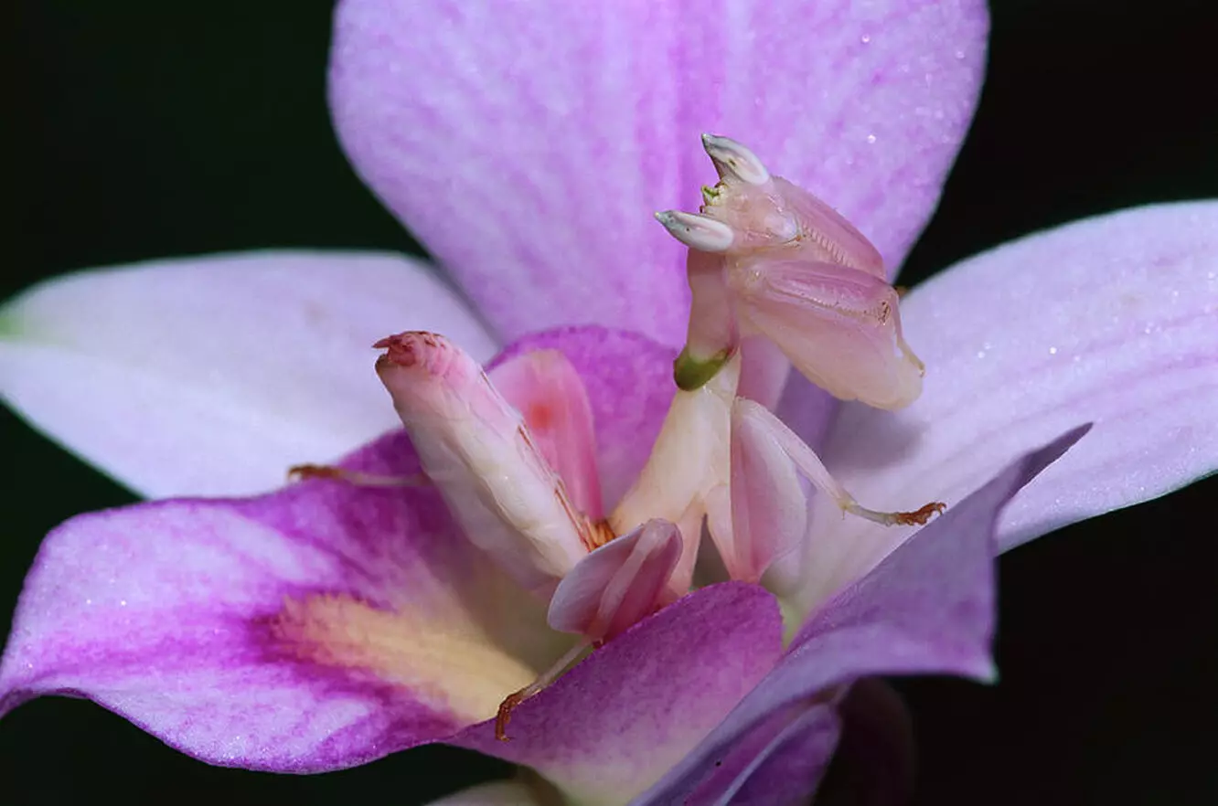 Hymenopus coronatus, орхидея мантисы. Оның інжу-маржан түсі бар, оны мекендеу орны ретінде жасырады - орхидея гүлдері. Бұл түрдің еркектері аналықтардың жартысына жуығы.