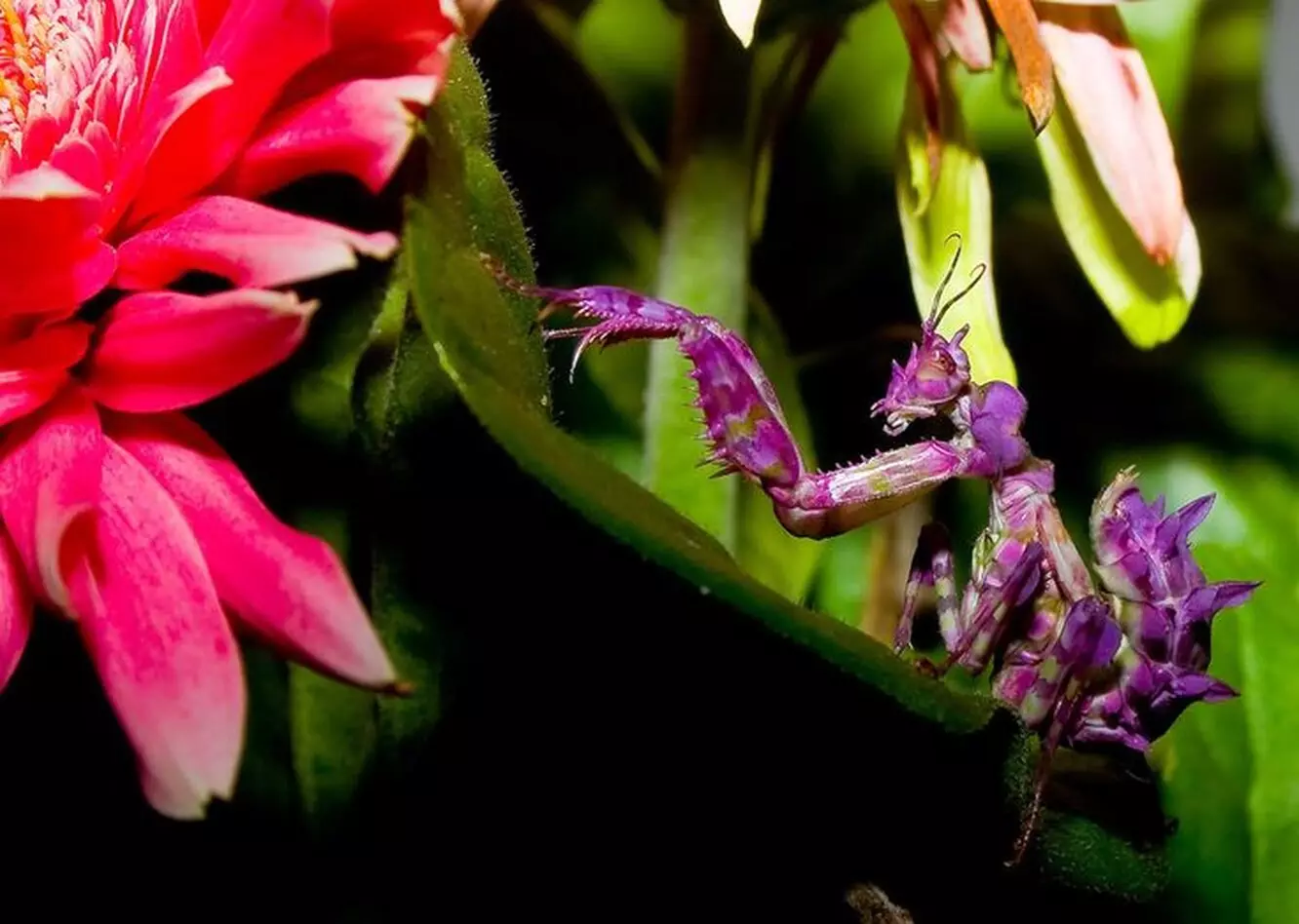 Pseudocreobotra wahlbergii. Mantis otoitz arrosa zorrotz hau bere harrapakinen zain egon ohi da lore arrosarekin bat eginez. Aldi berean, kolore distiratsuak abisu gisa balio du festa egin nahi duten txorientzat.