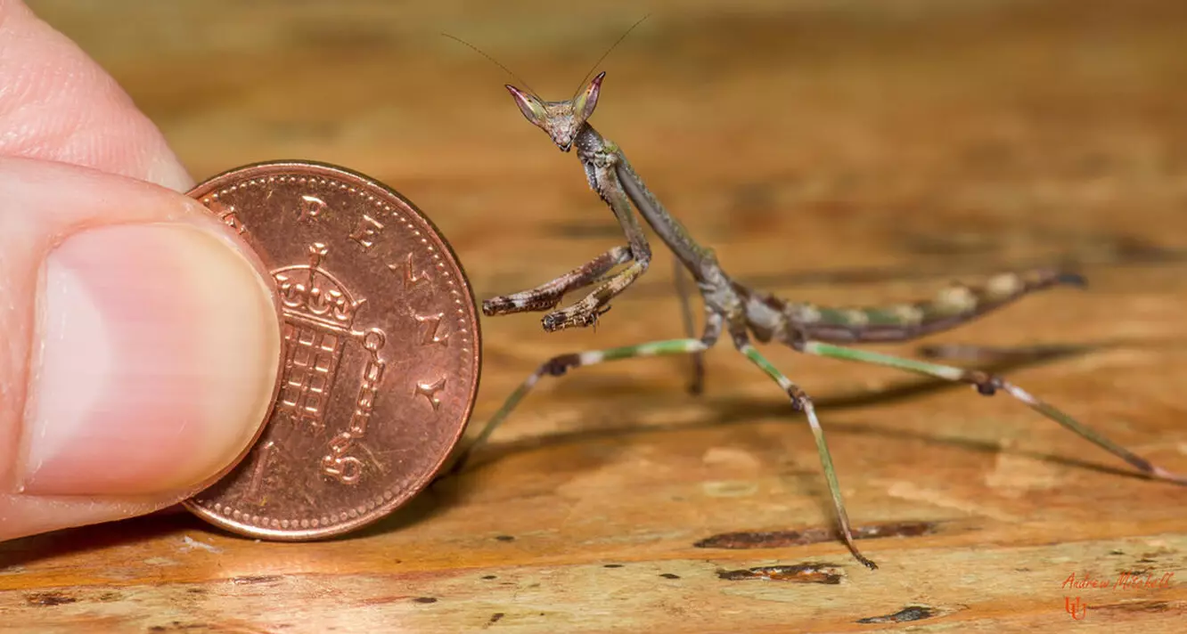 Heterochaeta Orientalis、アフリカ トゲ目カマキリ。色と体の形が茂みの枝に似ており、そこで暮らして狩りをしています。 「とげ」を備えた珍しい複眼により、背後にいる獲物も見ることができます。