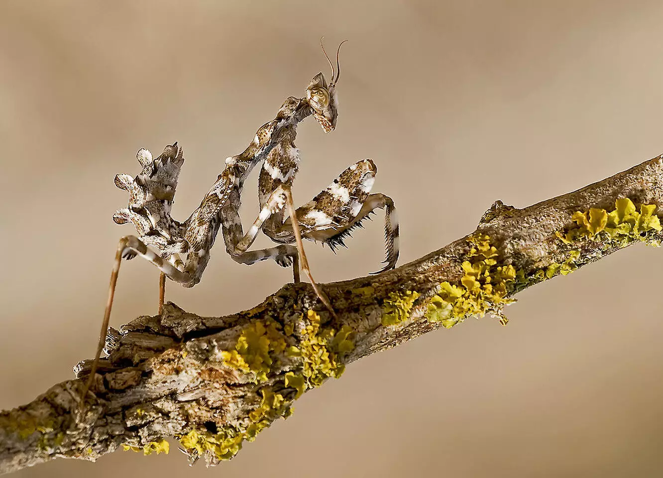 Blepharopsis mendica、アザミ カマキリ。穏やかで攻撃的ではないこのカマキリは、自分よりも大きな敵と戦うことはめったにありません。敵を怖がらせようとするだけで、翼を広げて体の明るい部分を見せて脅迫的なポーズを取ります.