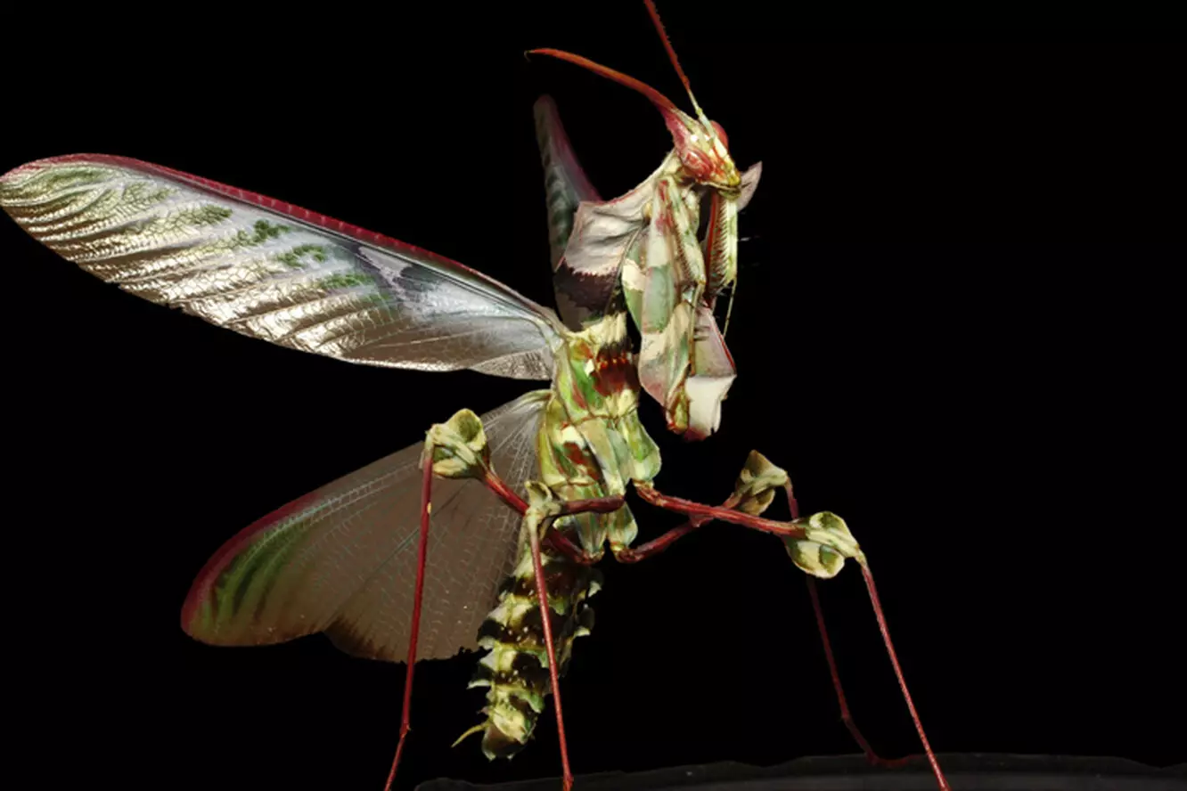 Idolomantis diabolica, ол әдеттен тыс «қарғыс гүл» атауын алды. Өзін жаңа піскен және солып қалған гүлдер мен жапырақтарға ұқсататын үлкен манты. Қоршаған ортаға байланысты түсі мен пішінін сәл өзгертеді.