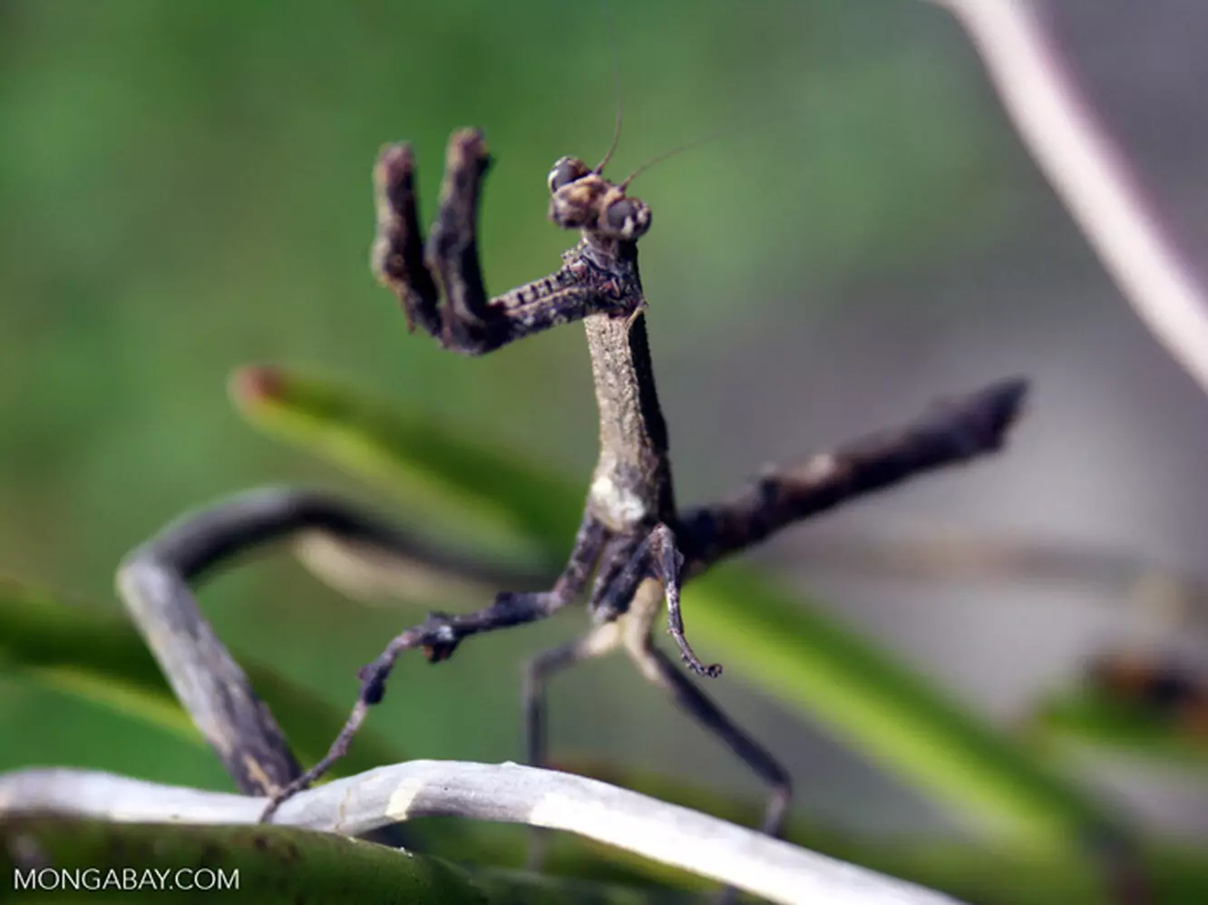 Miomantis caffra, cư dân Nam Phi. Từ năm 1978, họ được một cậu bé từ Auckland đưa đến New Zealand. Thuộc địa tồn tại và côn trùng lan rộng khắp miền bắc đất nước.