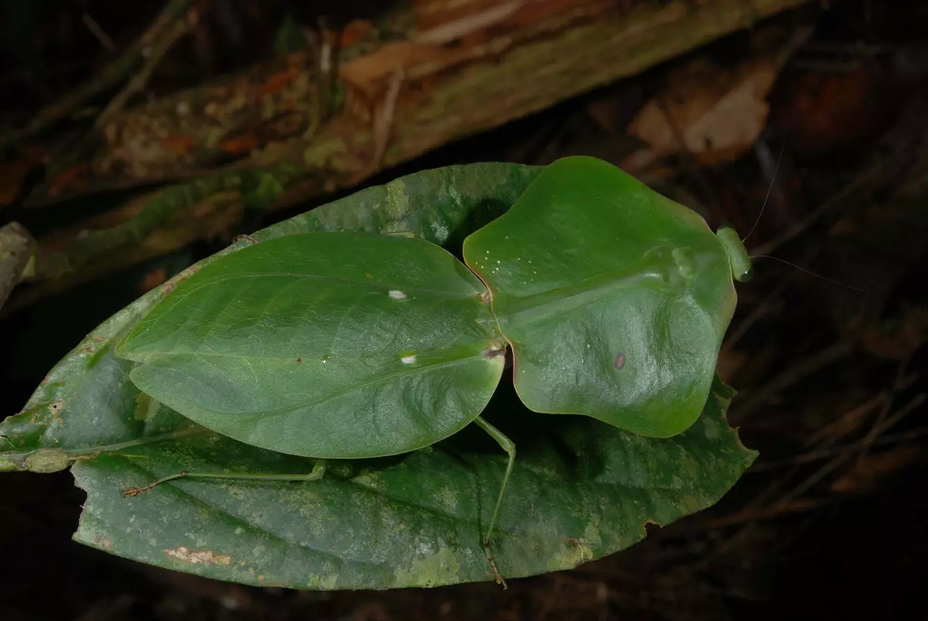 Choeradodis rhombicollis, loài bọ ngựa mang khiên của Peru. Giống như các đại diện khác trong họ của nó, nó ngụy trang hoàn hảo thành những tán lá xanh.