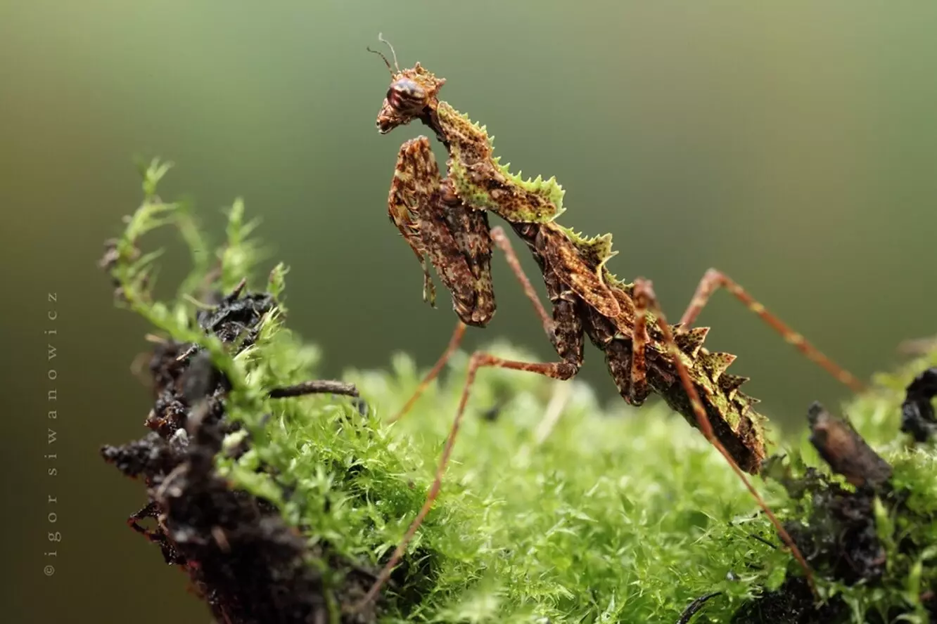 Pogonogaster tristani otoitz-mantis espezie arraroa da, normalean gizakiak ikusten ez duena. Goroldioaren antza duten ile eta arantzez estalita dago gorputza, segadan eserita dauden bitartean harekin nahasteko.