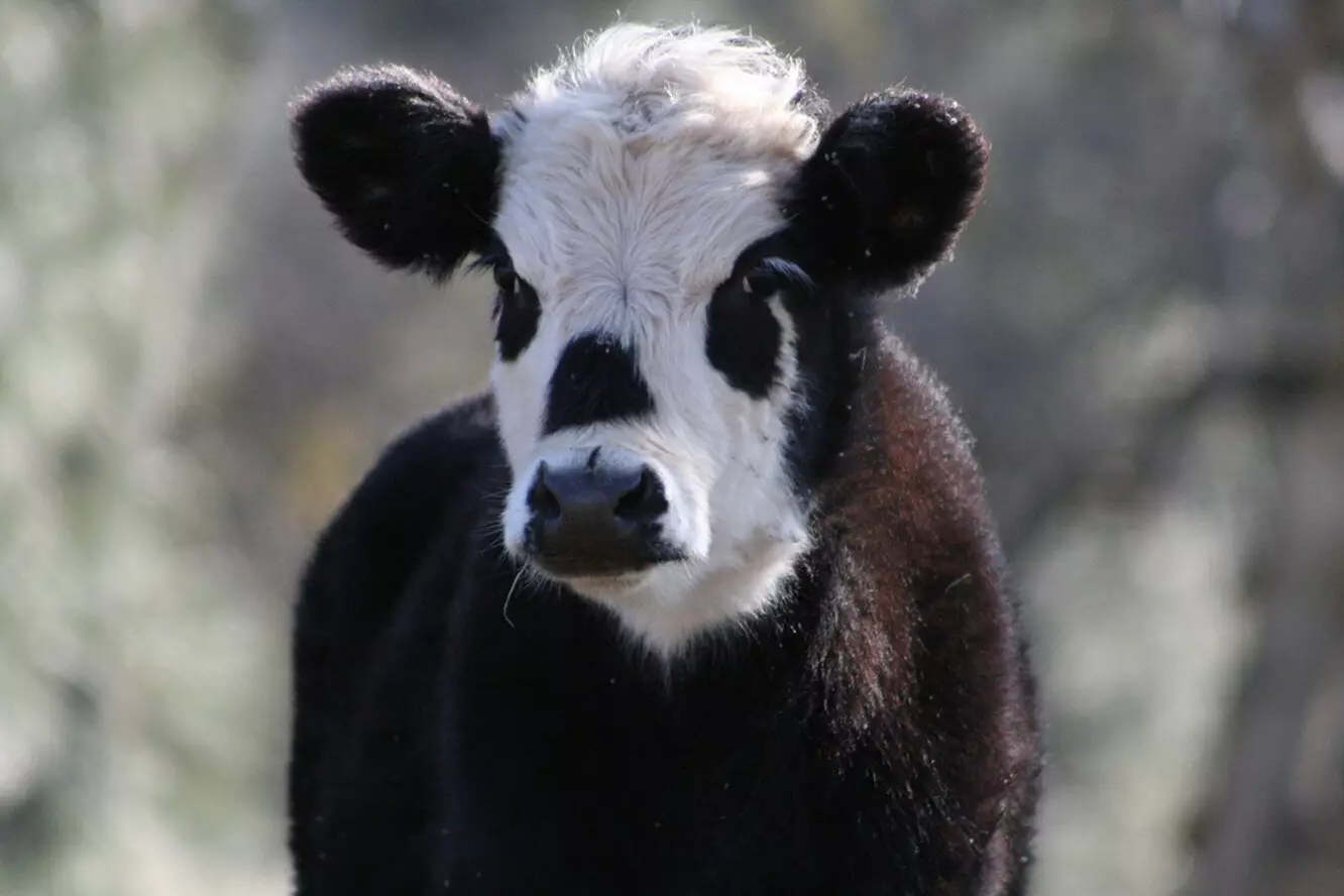 Панда сиырларын алғаш рет 2010 жылы 31 желтоқсанда Колорадо фермері өсірді, содан бері әлемде бірнеше ондаған ғана пайда болды. Бұл өлшемі 108 см-ден аспайтын және салмағы шамамен 90 кг, қара-ақ түсті «панда» түсі бар миниатюралық сиырлар.