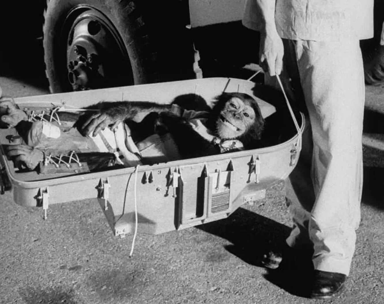 Адамдардың ең жақын «туыстары» шимпанзелер ғарыштық бағдарламаны айтарлықтай дамытты. Ғарыштағы алғашқы шимпанзе 1961 жылы ұшқан Хам болды. Ұшыру сәтті болды және Хэм өмірінің қалған бөлігін Вашингтон хайуанаттар бағында өткізіп, 26 жасында қайтыс болды. Келесі Энос болды - ол екі рет орбитада болды және екі рет сәтті болды, бірақ екінші рет қонғаннан кейін 11 айдан кейін дизентериядан қайтыс болды.