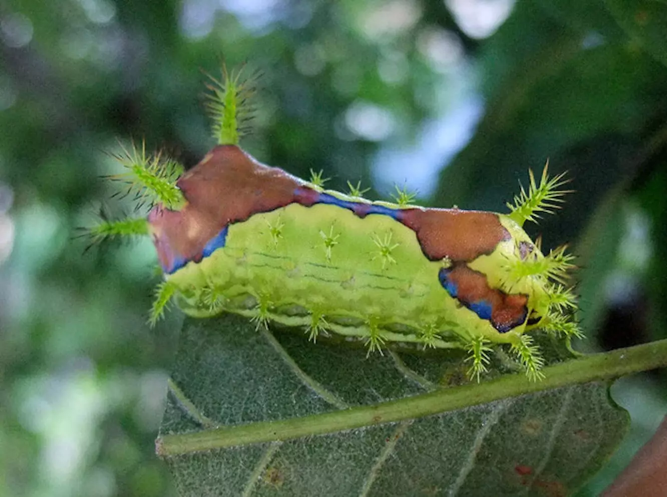 Top schrecklichsten und gefährlichsten Insekten in Japan 19160_4