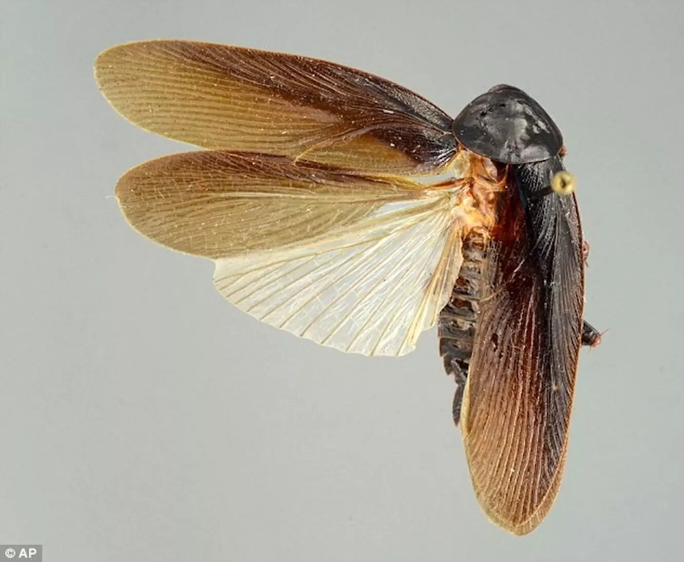 Kakerlaken. Wenige Insekten verursachen so starken Ekel wie diese kleinen Käfer. Moment, Kleine? In Japan sind Kakerlaken riesig - bis zu 4 cm lang und fliegen sogar! Wenn Sie bei einem Tiefflug von einer japanischen Schabe getroffen werden, werden Sie sich noch lange daran erinnern.