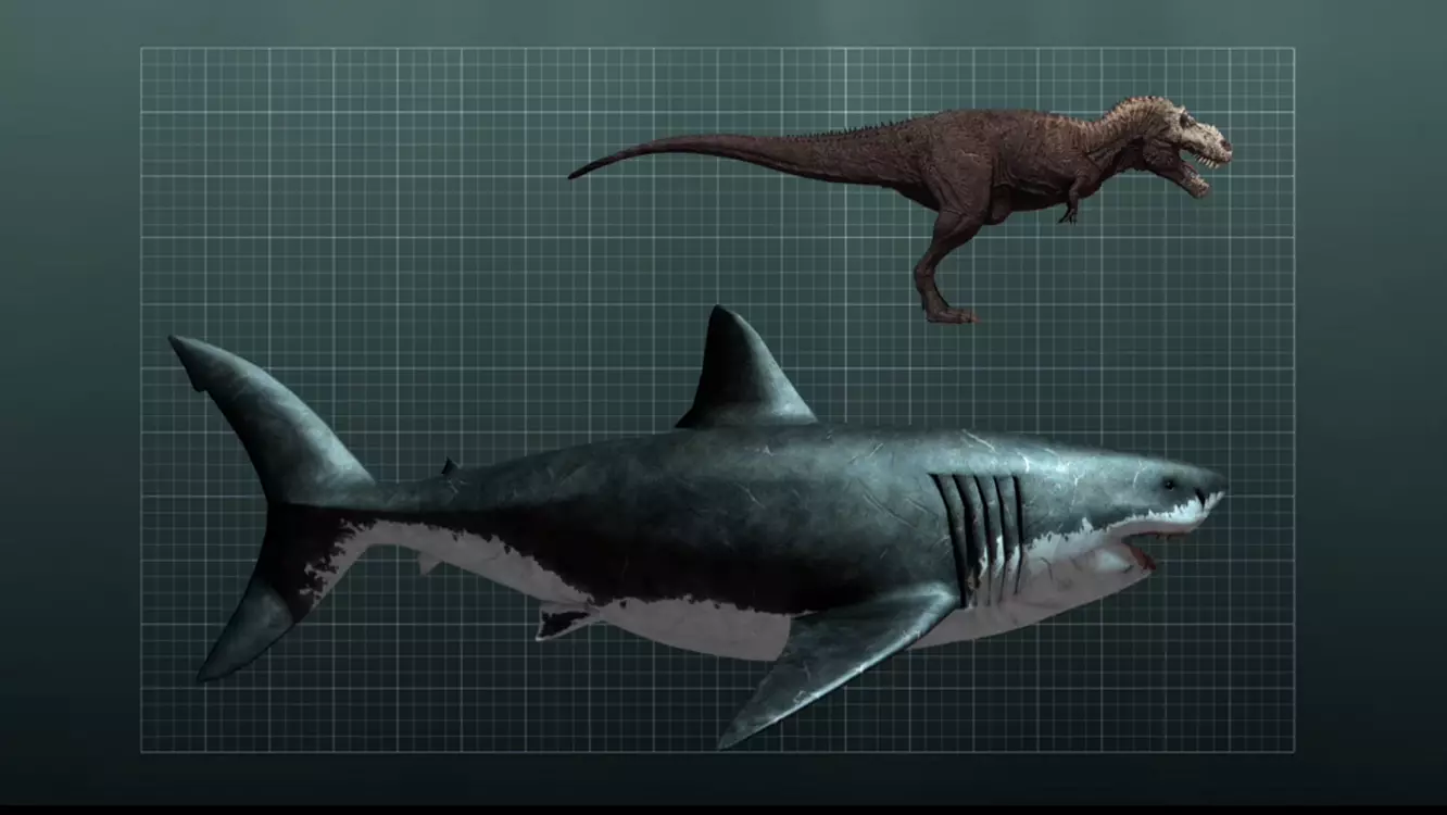 Megalodon è uno squalo mostruoso di 16 metri di lunghezza e circa 50 tonnellate di peso con denti di 20 cm. Esisteva 25 milioni di anni, si estinse 1,5 milioni di anni fa. Megalodon era uno dei predatori più massicci e di successo che la Terra abbia mai conosciuto, mangiando qualsiasi preda in cui potesse inciampare.