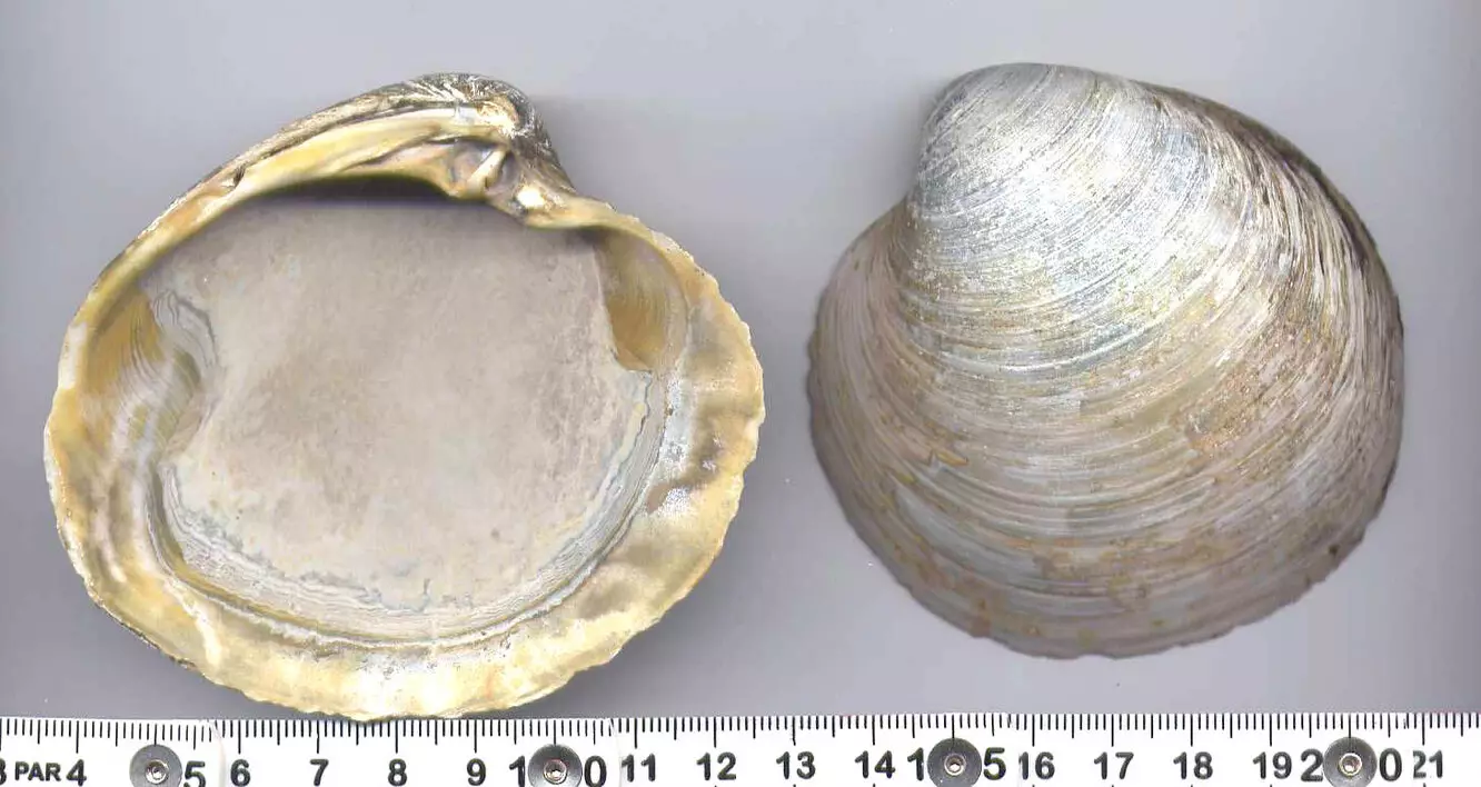 Mollusken (500 Joer al) vun der Art Arctica islandica ausgesinn wéi déi heefegst Muschelen. Awer d'Erscheinungen täuschen - andeems d'Réng op der Schuel vu Mollusken zielen, hunn Biologen erausfonnt datt se iwwer 300 Joer liewen! De Präis fir d'Liewensdauer goung un e Mollusk mam Numm Ming - 507 Joer. Dëst ass en absolute Rekord ënner Organismen déi net a Kolonien liewen.