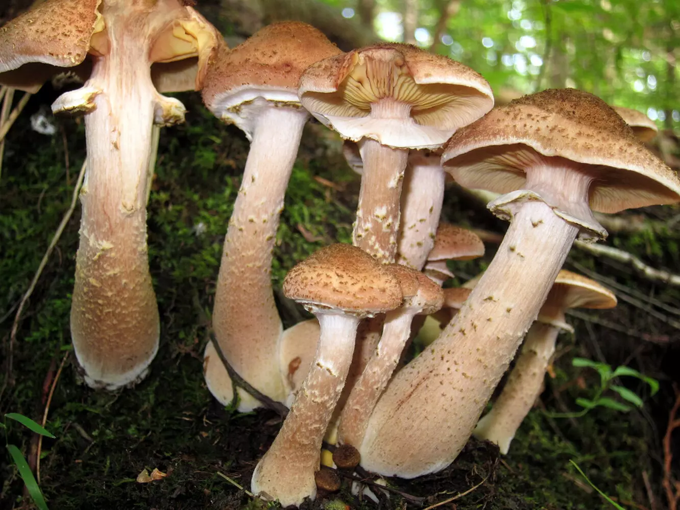 Amakhowa (iminyaka engama-2400). Kwi-2003, uluntu lwezenzululwazi lwavuselelwa kukufumanisa ikholoni yefungus i-Armillaria solidipes (ubusi obumnyama agaric) ngaphezu kweminyaka eyi-2,400 ubudala. I-mushroom iphantsi komhlaba, ihlala malunga neekhilomitha ezili-5 zeekhilomitha, kwaye ithathwa njengomnye wabemi bakudala emhlabeni.