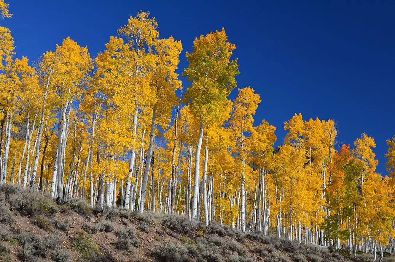 Aspen-gebuerene Poplar (80 dausend Joer). Eng Kolonie, déi aus Klonen besteet, ass de sécherste Wee fir Onstierflechkeet, an Aspenpopler huet dëst kloer realiséiert. Eenzel Poplaren liewen net méi wéi 130 Joer, awer d'klonal Kolonie, bekannt als Pando, existéiert fir 80 dausend Joer, stänneg wuessen nei "Kanner".