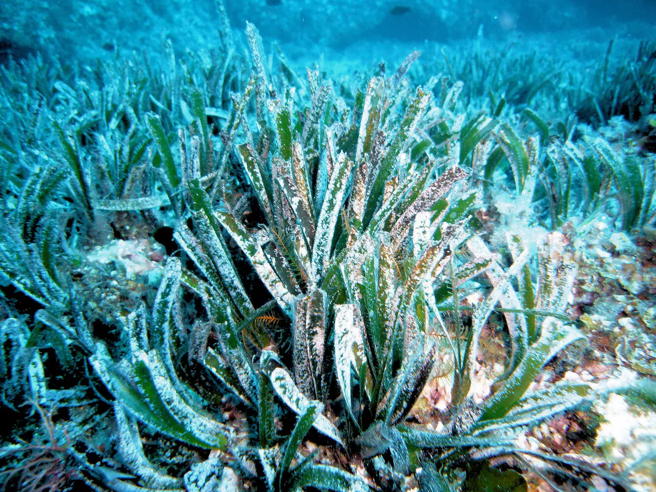 Posidonia (200 Tausend Joer) - eng Planz aus der Gattung vu "Miergräser", déi am Mëttelmier wächst. DNA Proben aus enger vun de Posidonia Arten, Posidonia oceanica geholl, hunn gewisen datt eng Kolonie vu Planzen vun 100 bis 200 Tausend Joer liewen kann. D'Existenz vun dësem Centenaire ass eescht bedroht duerch d'global Erwiermung an d'Entwécklung vum Mier.