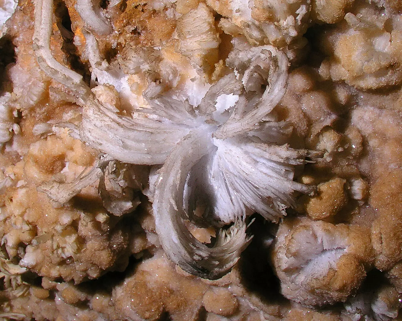 Les fleurs des cavernes sont composées de sulfates, principalement de gypse. L'eau, saturée de dioxyde de carbone et de soufre, s'infiltre à travers les pores de la grotte et s'évapore, laissant une "fleur" en plâtre sur le mur. Contrairement aux stalactites, le gypse ne s'étire pas, mais se répand autour du pore des pétales.