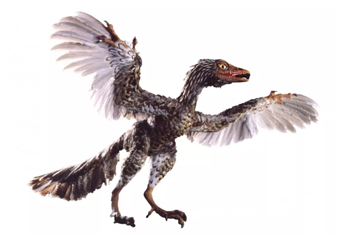 Archeoraptor. A shekara ta 1999, an ayyana kwarangwal din dinosaur da aka gano a kasar Sin "haɗin da ya ɓace tsakanin dinosaur da tsuntsaye." Al'ummar nazarin burbushin halittu sun girgiza har sai da aka gano cewa kwarangwal din yana manne da shi daga wasu dinosaur guda biyu daban-daban, da kuma sanannun. Kafin buga karyatawa, wallafe-wallafen da yawa sun faɗi don yaudara, ciki har da National Geographic.