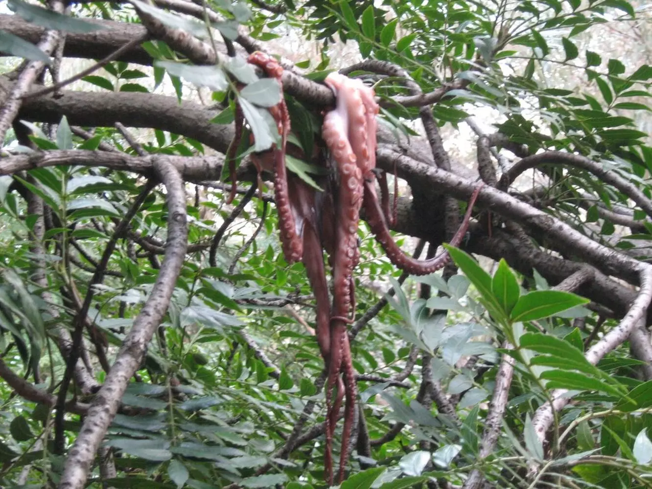 El pulpo de árbol se originó en 1998 en Internet. Fue un engaño bien planeado destinado a resaltar la excesiva confianza de los estudiantes en la información de la red. Un sitio sobre el pulpo de árbol en peligro de extinción ha sido muchos