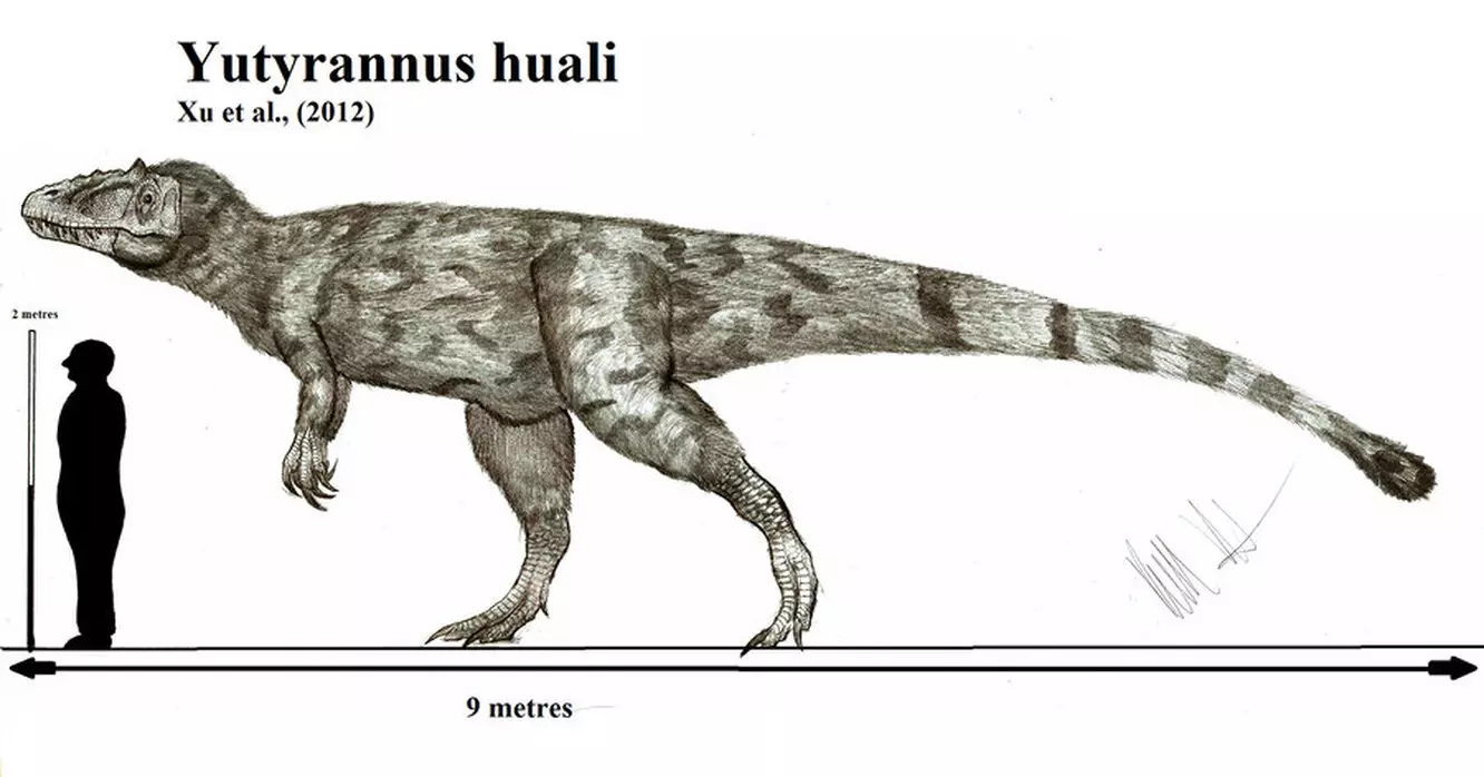 Yutiran (2012). We used to think that the skin of tyrannosaurs was green and scaly, like that of reptiles. But the Yutyran, a tyrannosaurid that lived 50 million years before the T-rex, was completely covered in feathers. Adult Tyrannosaurus rex made do with feathers, but their young almost certainly sported them.