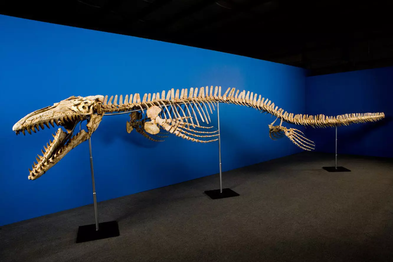 Mosasaurus (1764)။ Mosasaur အရိုးများကို နှစ်ရာနှင့်ချီ၍ ရှာဖွေတွေ့ရှိခဲ့သော်လည်း မည်သူက မည်သူဖြစ်သည်ကို မည်သူမျှ မဖော်ထုတ်နိုင်ပေ။ Mosasaurus သည် ရှေးအကျဆုံး မျိုးသုဉ်းသွားသော မျိုးစိတ်များထဲတွင် ပထမဆုံး အဆင့်သတ်မှတ်ခံခဲ့ရသူဖြစ်သောကြောင့် မှတ်သားစရာဖြစ်သည်။ ယင်းကို ပြင်သစ်သဘာဝပညာရှင် Georges Cuvier က ပြုလုပ်ခဲ့ခြင်းဖြစ်ပြီး အချို့သောသတ္တဝါများသည် လူသားများမတိုင်မီ နှစ်သန်းပေါင်းများစွာ အသက်ရှင်နေထိုင်နိုင်ကြောင်း အကြံပေးခဲ့သူလည်းဖြစ်သည်။