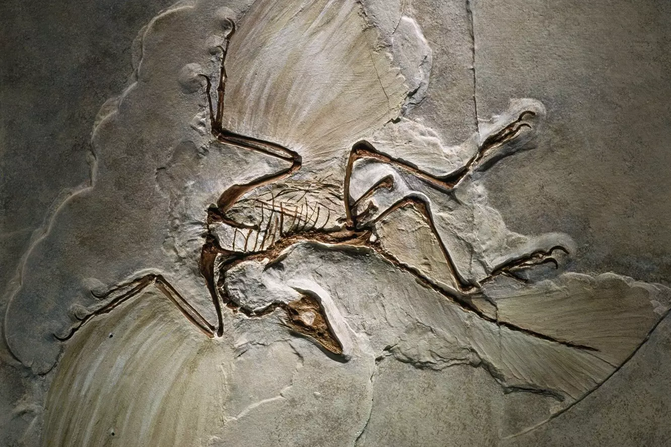 Archaeopteryx (1860-1862). V roce 1859 vydal Charles Darwin svou slavnou knihu O původu druhů, která podrobně popisuje evoluční teorii. Brzy byla objevena dokonale zachovaná kostra Archeopteryxe, která byla okamžitě přenesena do „chybějícího článku“ mezi dinosaury a ptáky. Později byly nalezeny mnohem přesvědčivější přechodné formy, ale všichni si pamatovali Archaeopteryxe.