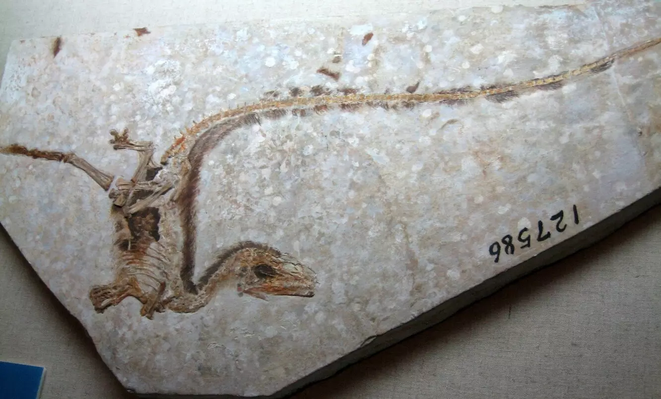 Sinosauropteryx (1977). Ushbu "dino qush"da birinchi marta mo'ynani eslatuvchi ibtidoiy patlar topilgan. Shu bilan birga, qoldiqlarni keyingi o'rganish Sinosauropterixning Arxeopteriks bilan deyarli hech qanday umumiyligi yo'qligini ko'rsatdi. Bu olimlarni dinozavrlarning qushlarga aylanishi haqidagi taxminlarini qayta ko'rib chiqishga majbur qildi.