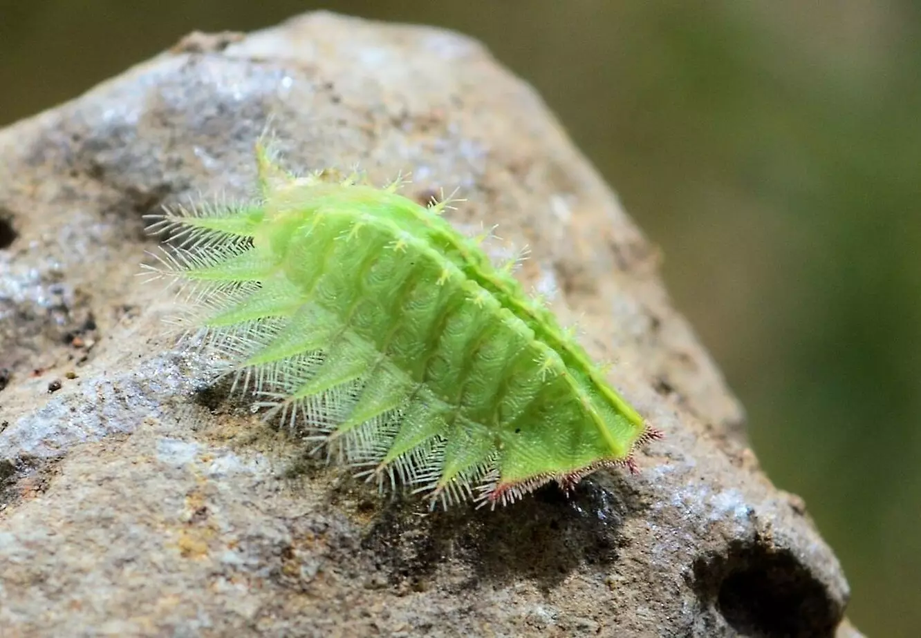 Isa Textula는 민달팽이과의 나방이며 또한 woodlice 나비입니다. 유충은 나무 잎의 표면에 독특한 지그재그 자국을 남기고 몸의 가장자리를 따라 쏘는 털로 포식자로부터 자신을 보호합니다.