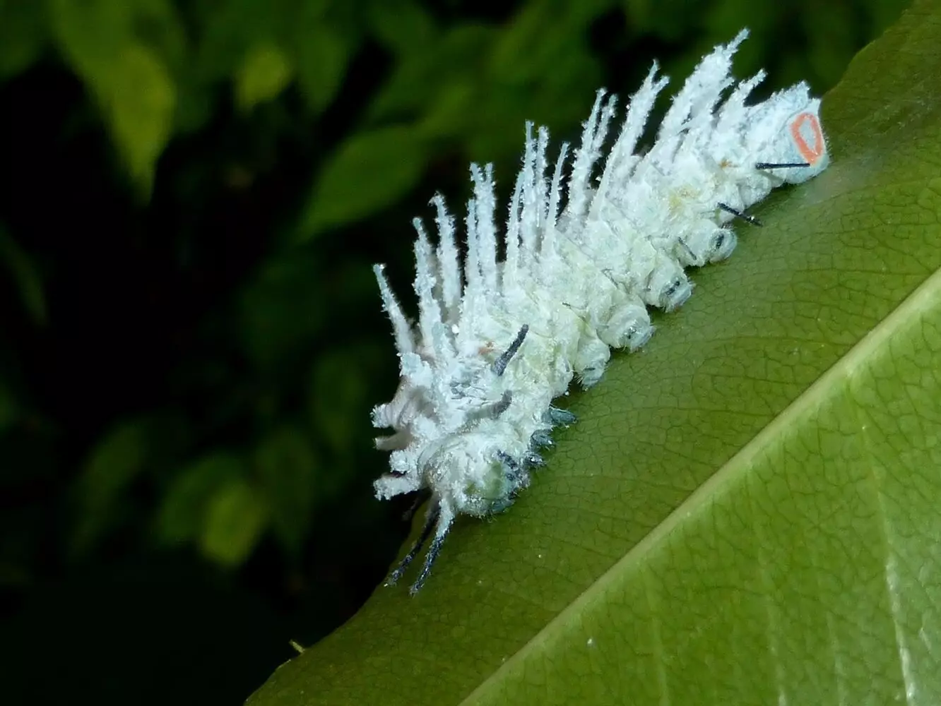 Attacus Atlas. Qanadları 24 santimetrə qədər olan dünyanın ən böyük kəpənəklərindən biri olan tovuz quşu ailəsinin üzvü. Tovuz gözlü atlasın tırtılı təkcə özü üçün deyil, həm də gələcək kəpənək üçün də yeyir - sadəcə olaraq inkişaf etmiş bir ağız aparatı yoxdur.