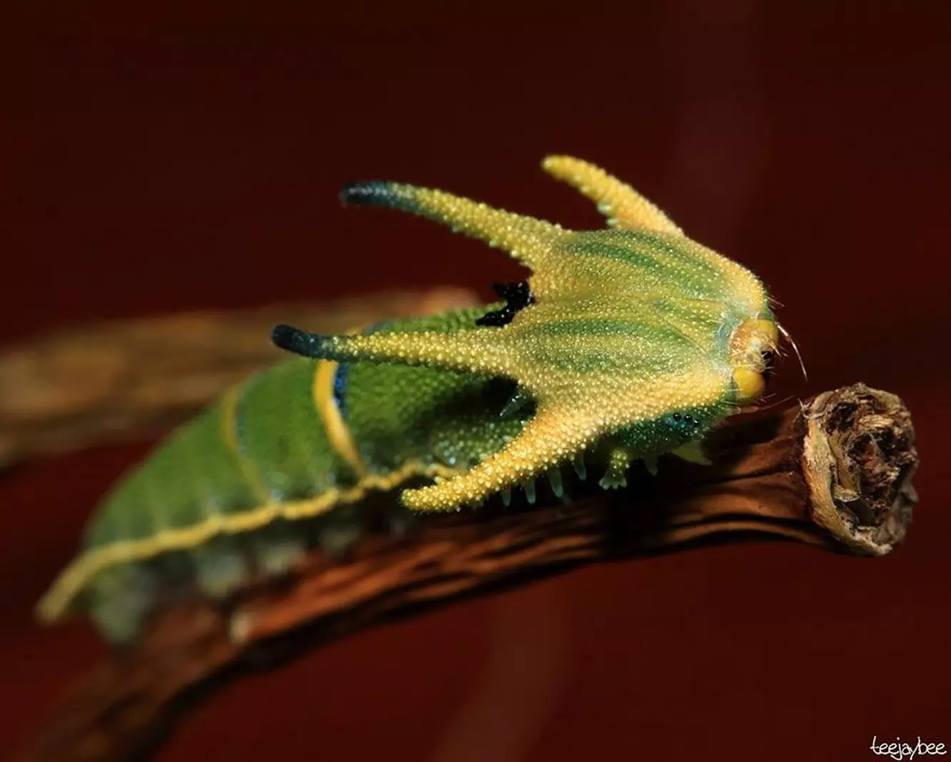 Polyura Sempronius - avstraliyalik kapalak bo'lib, qiziq laqabli "dumli imperator". Kelebek juda oddiy ko'rinadi, lekin uning tırtılları mutlaqo noyobdir - xitin "shoxlari" ning ajoyib to'plami bilan.