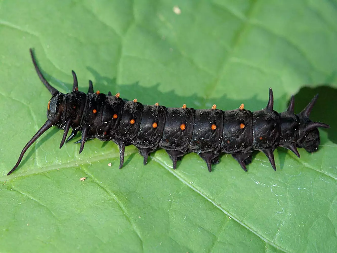 A Pipevine Swallowtail é unha bolboreta norteamericana cunha eiruga cornuda negra e vermella de aparencia abertamente demoníaca. Non obstante, é completamente seguro, a menos que, por suposto, sexas a planta que vai comer.