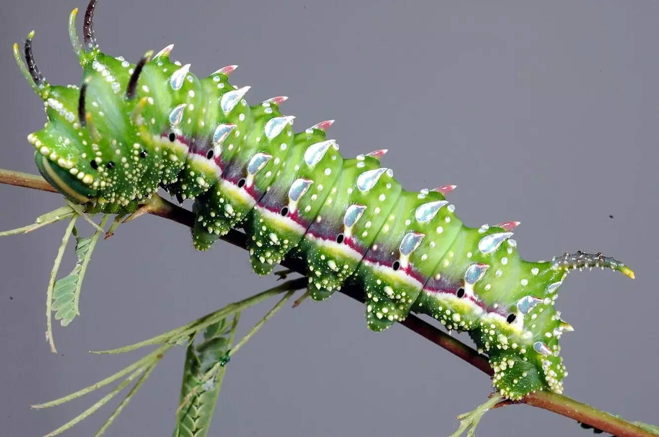 Hubbrad ၏ Small Silkmoth ပိုးဖလံလေးဟု ခေါ်သော်လည်း အတောင်အလျား 7 စင်တီမီတာအထိ ကျန်းမာသန်စွမ်းသည်။ ၎င်း၏ ရင်သပ်ရှုမောဖွယ်အရောင်အသွေးကို သားရဲကောင်များမမြင်နိုင်သောအခါတွင် ၎င်း၏ခူကောင်သည် ညအချိန်တွင်သာ တက်ကြွသည်။