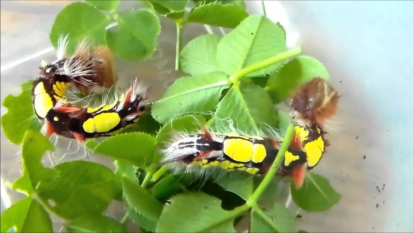 Blue Morpho é outra bolboreta de Centroamérica. As eirugas desta especie son coñecidas pola súa tendencia ao canibalismo, e das plantas prefiren as tóxicas, acumulando un forte veleno no seu corpo. Os depredadores adoitan evitarlos.